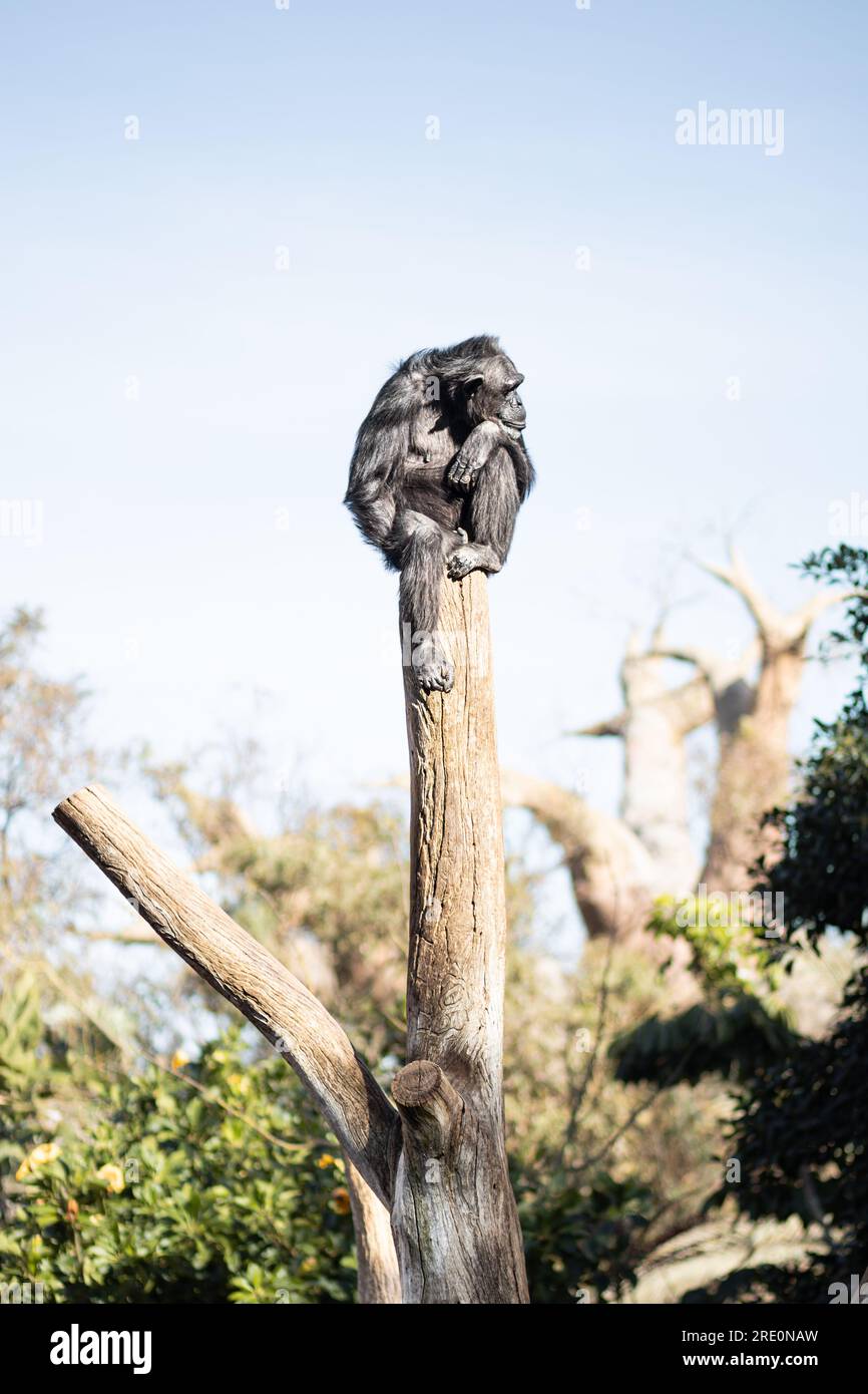 Chimpanzee sitting on the top of tree trunk in thoughtful humal like ...