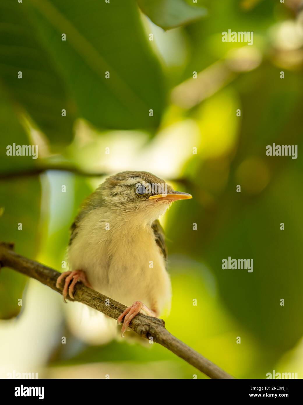 common tailorbird or Orthotomus sutorius a small shy bird perched in ...