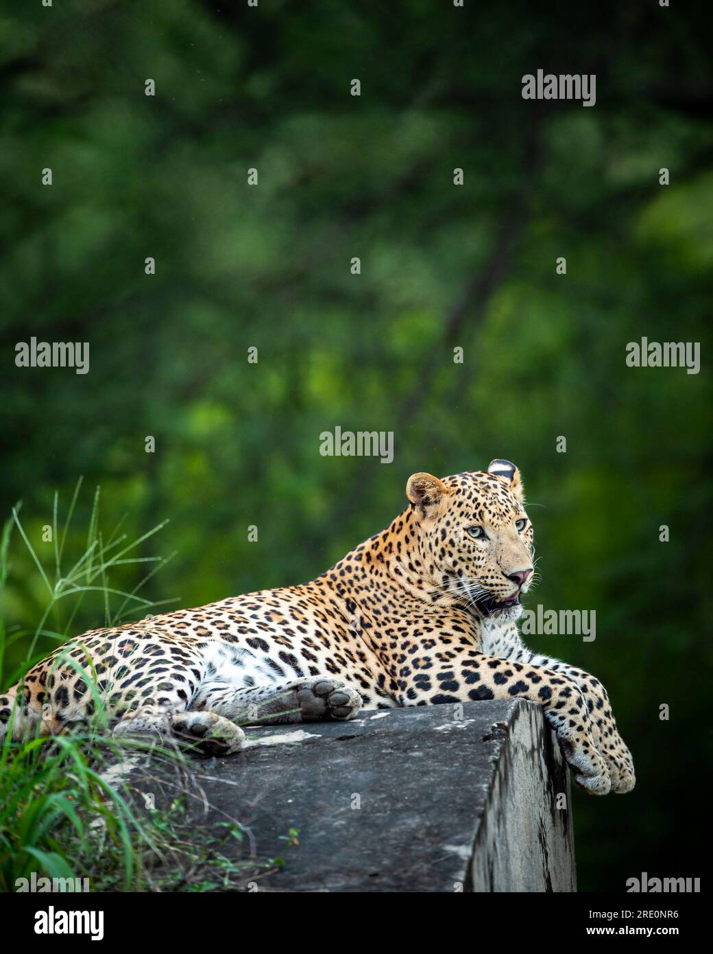 wild indian male leopard panther or panthera pardus on anicut cement ...