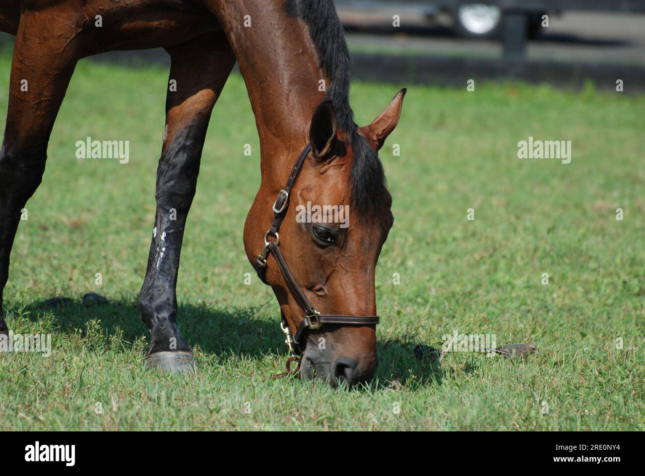 Pasture with a bay mare snacking and grazing eating grass Stock Photo ...