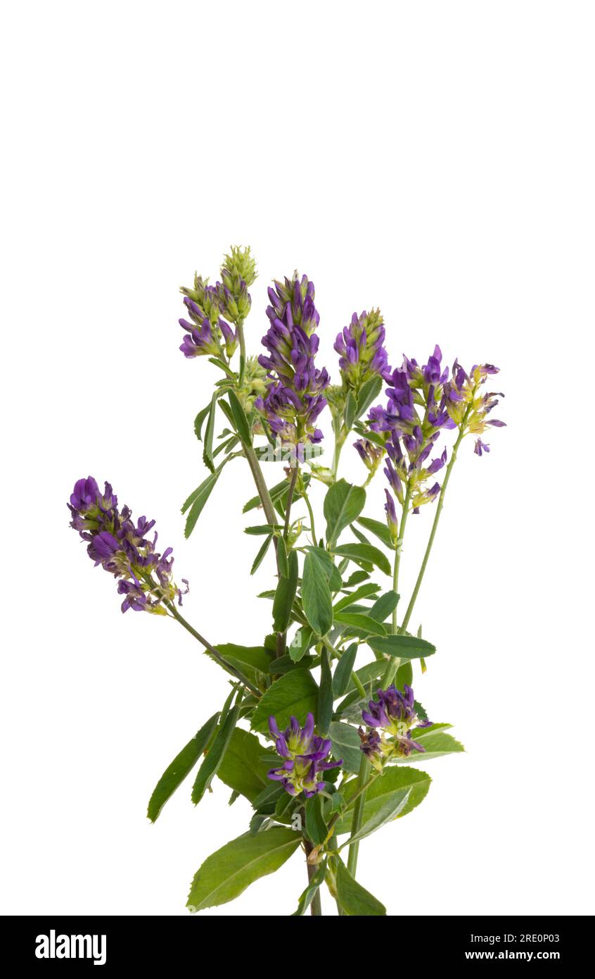 alfalfa flower isolated on white background Stock Photo - Alamy