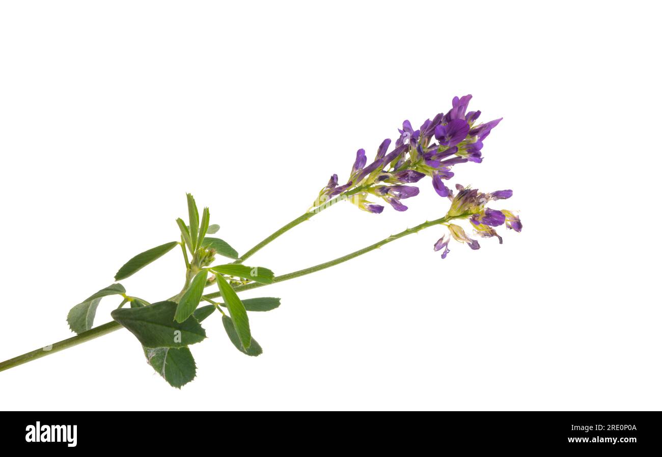 alfalfa flower isolated on white background Stock Photo - Alamy