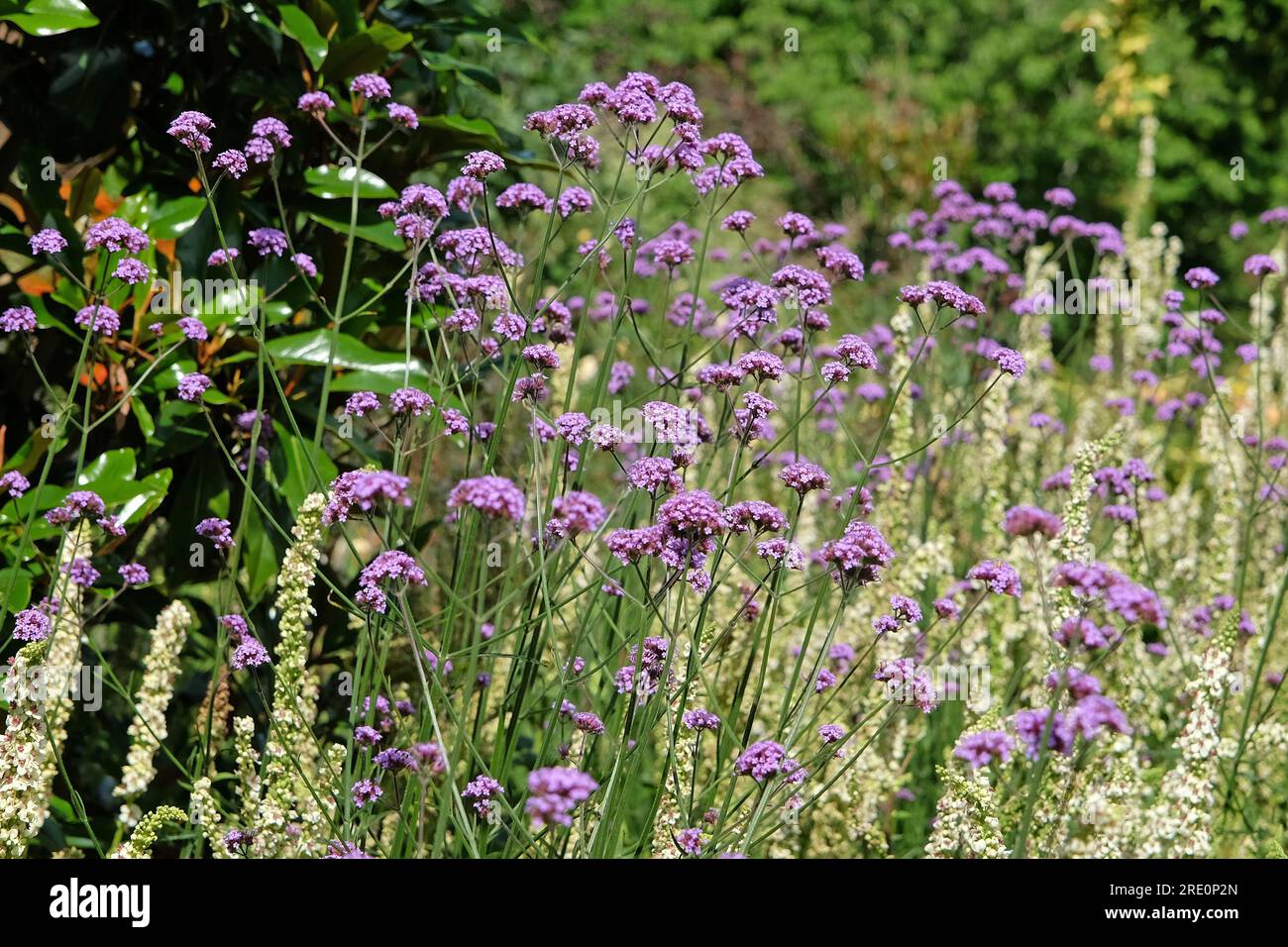 Close up purpletop vervain flower hi-res stock photography and images ...