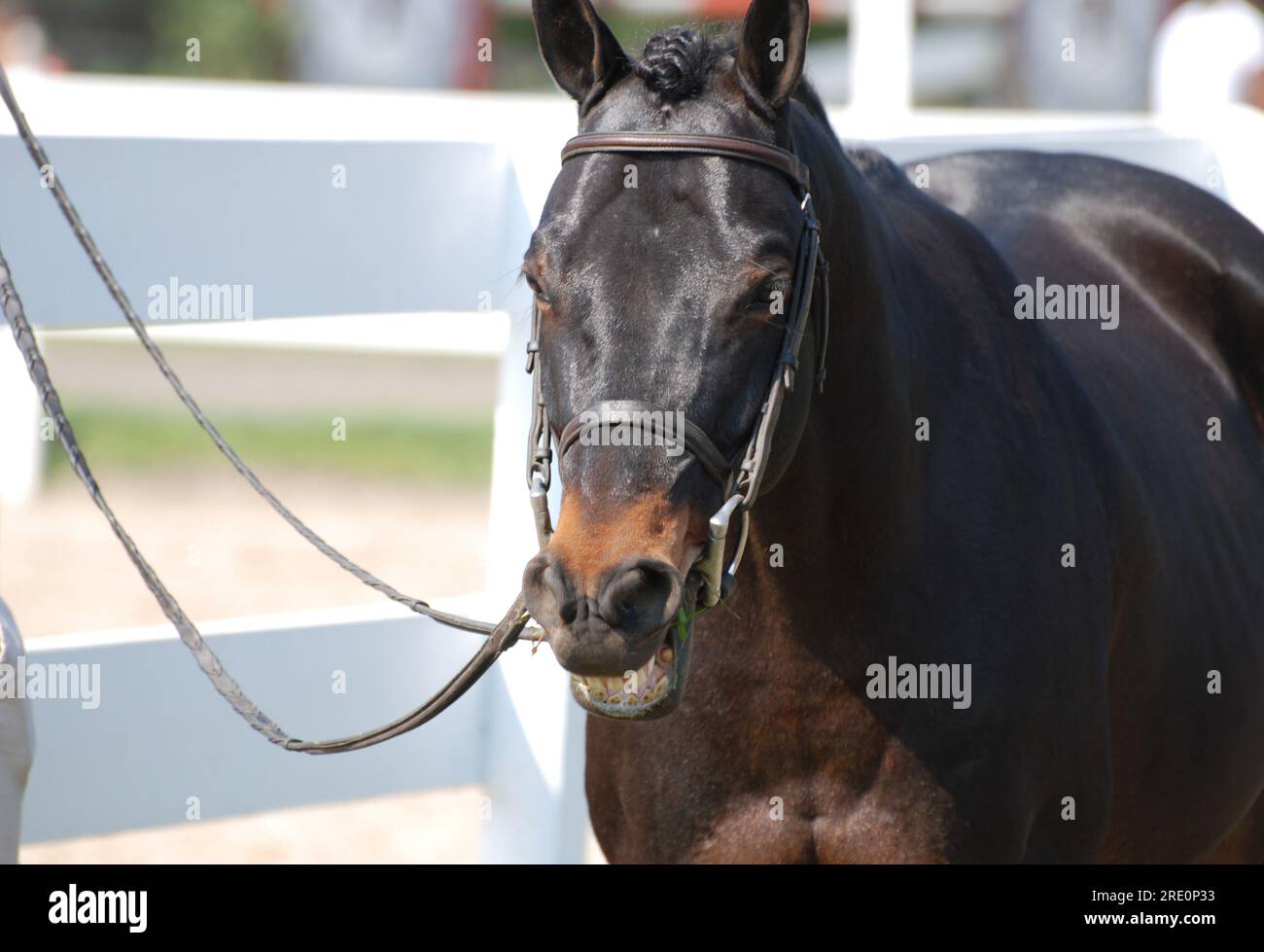 Funny dark bay horse grinning at a horse show in the summer time Stock ...