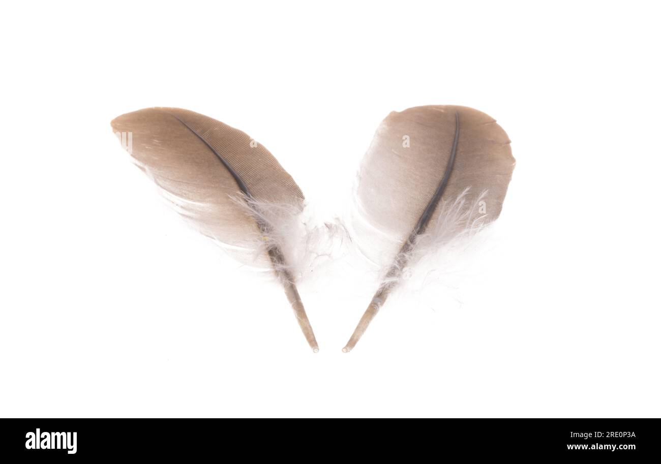 bird feather isolated on white background Stock Photo - Alamy
