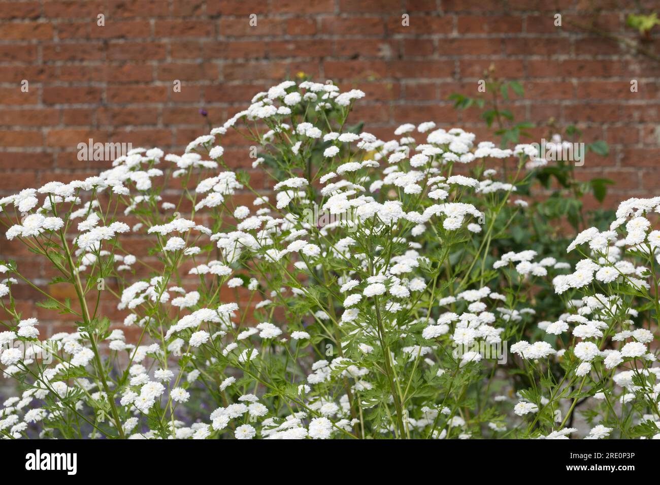 White summer flowers of double feverfew Tanacetum parthenium 'Flore ...