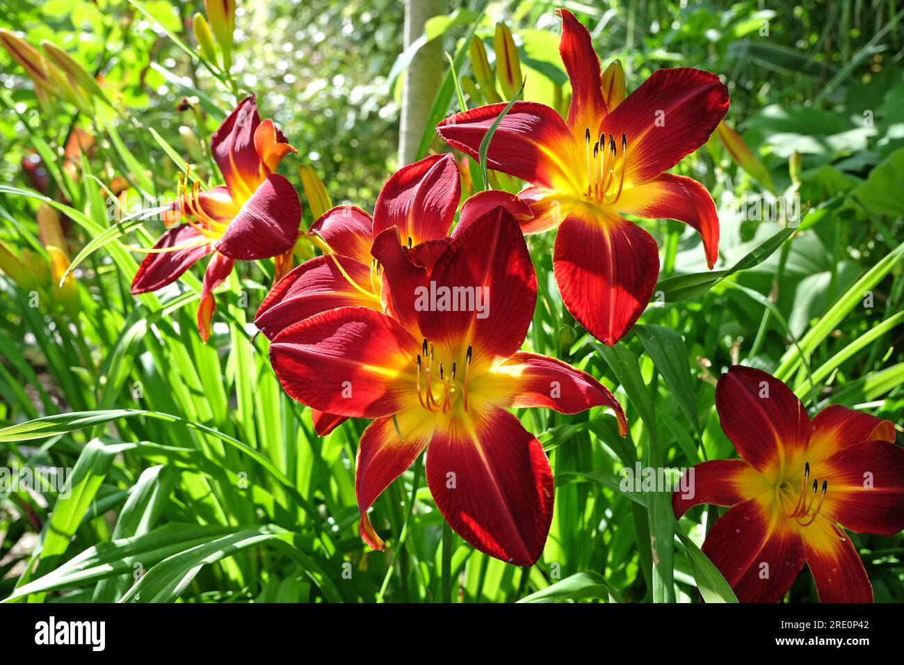 Hemerocallis Daylily 'Ruby Spider' n flower Stock Photo - Alamy