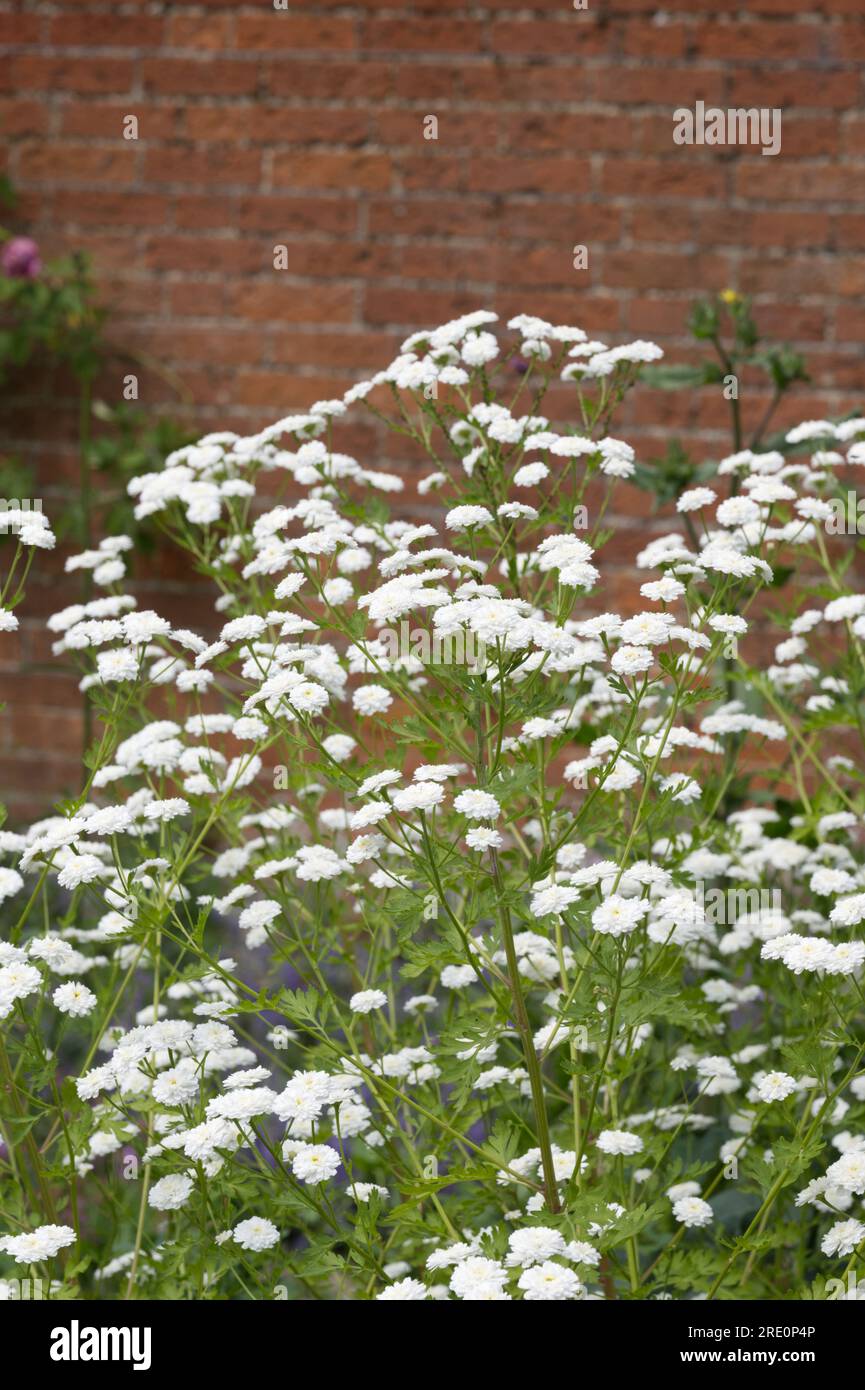 White summer flowers of double feverfew Tanacetum parthenium 'Flore ...