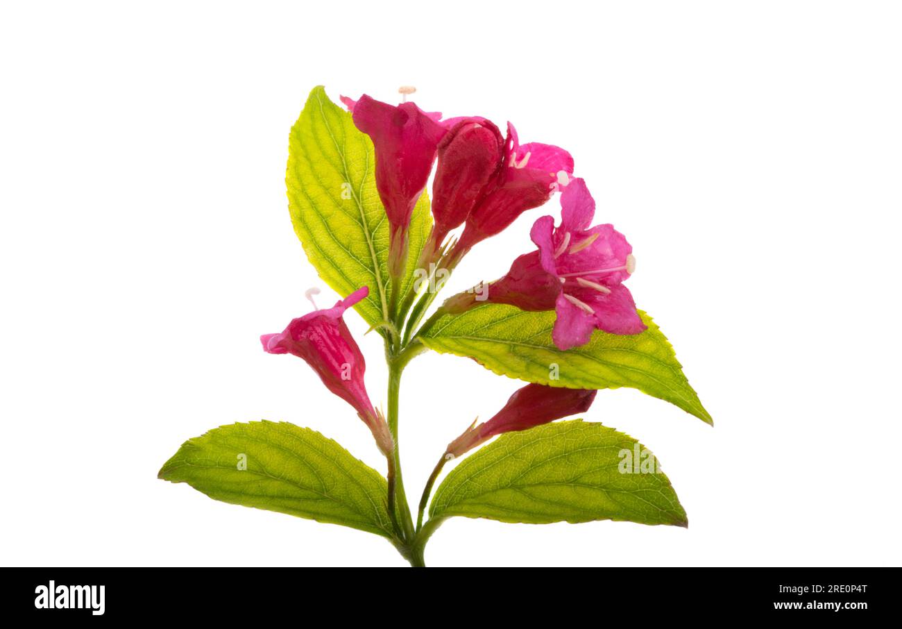 weigela flowers isolated on white background Stock Photo - Alamy