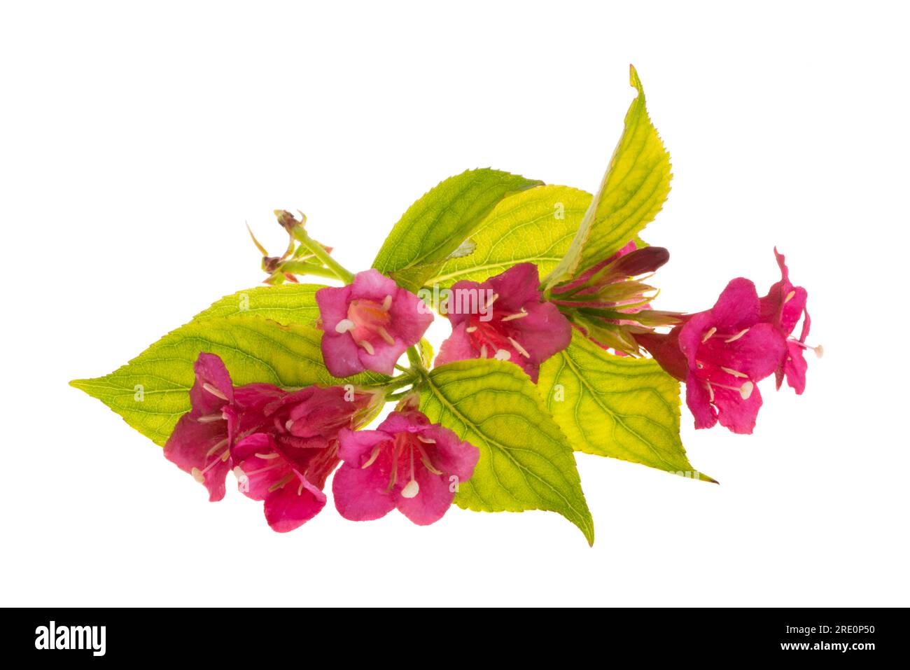 weigela flowers isolated on white background Stock Photo - Alamy