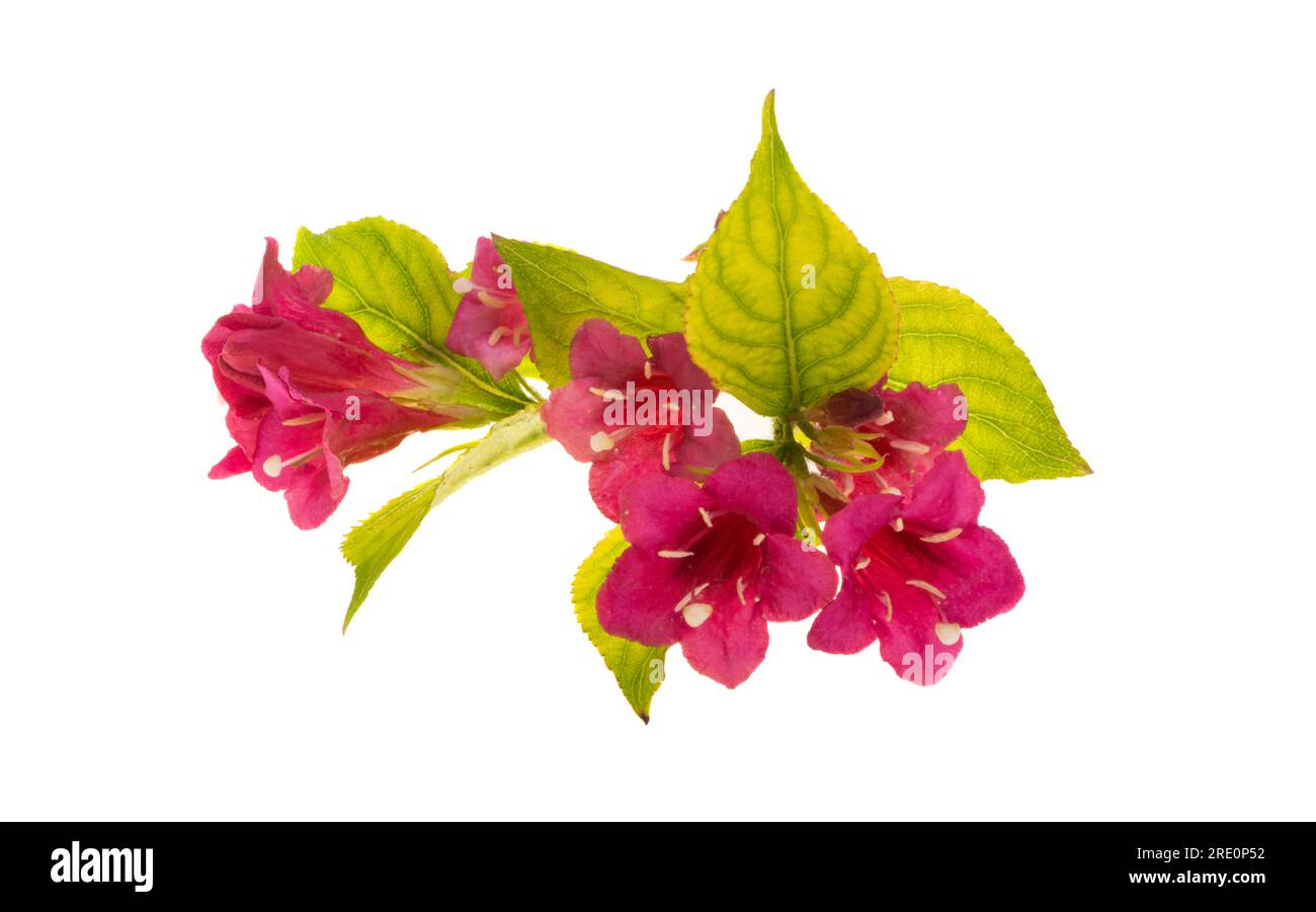weigela flowers isolated on white background Stock Photo - Alamy