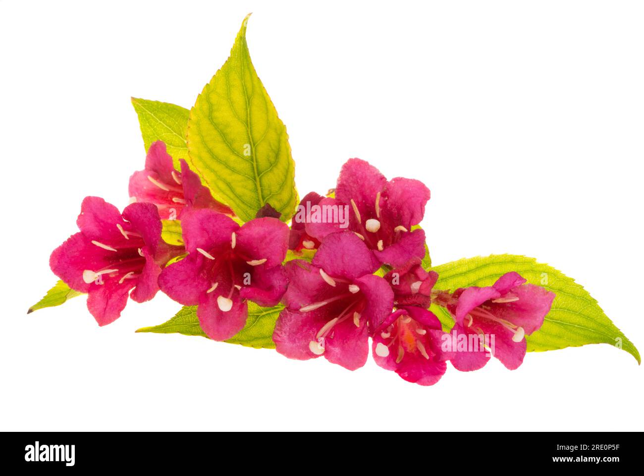 weigela flowers isolated on white background Stock Photo - Alamy