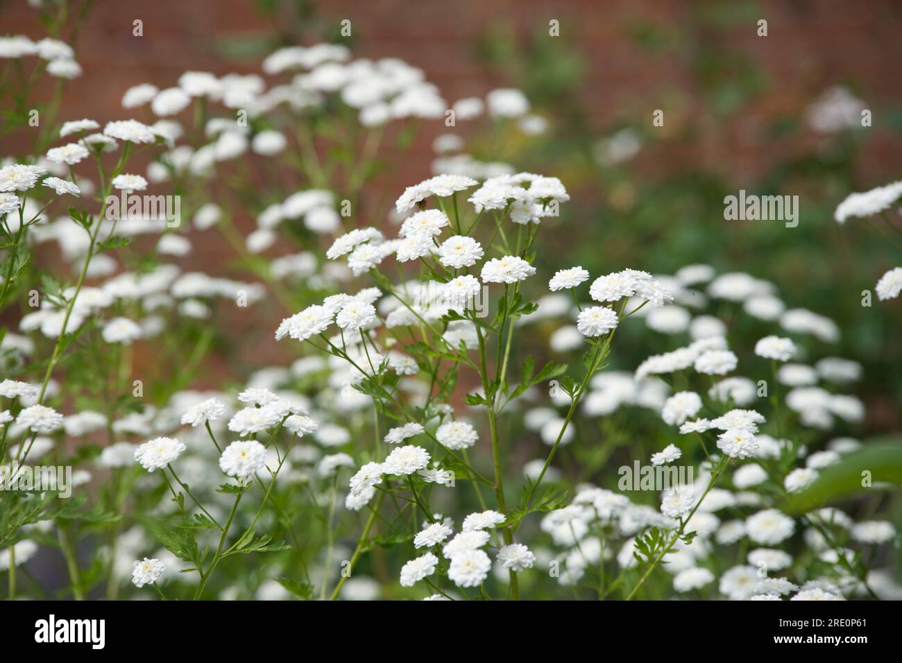 Tanacetum parthenium flore pleno hi-res stock photography and images ...