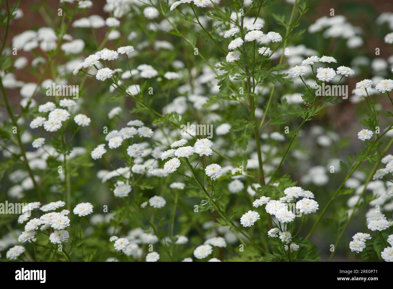 Tanacetum parthenium flore pleno hi-res stock photography and images ...