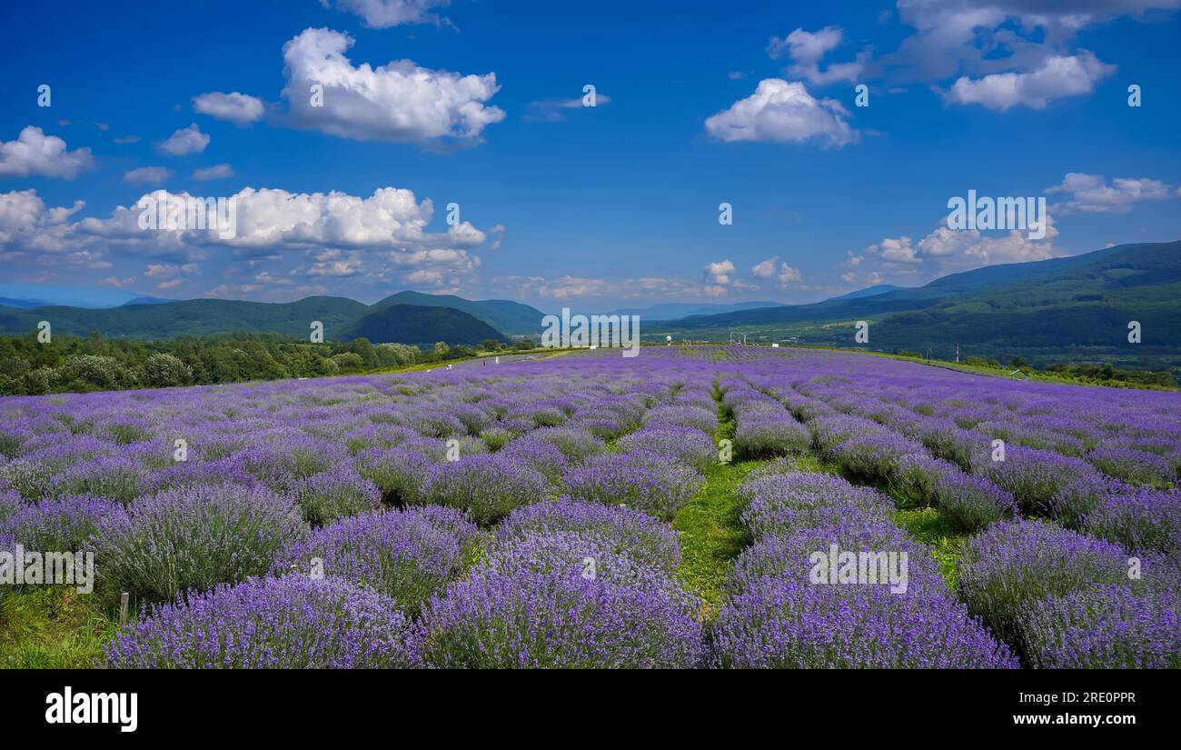 Field of lavender. Lavender farm. Beautiful purple flowers at sunset ...