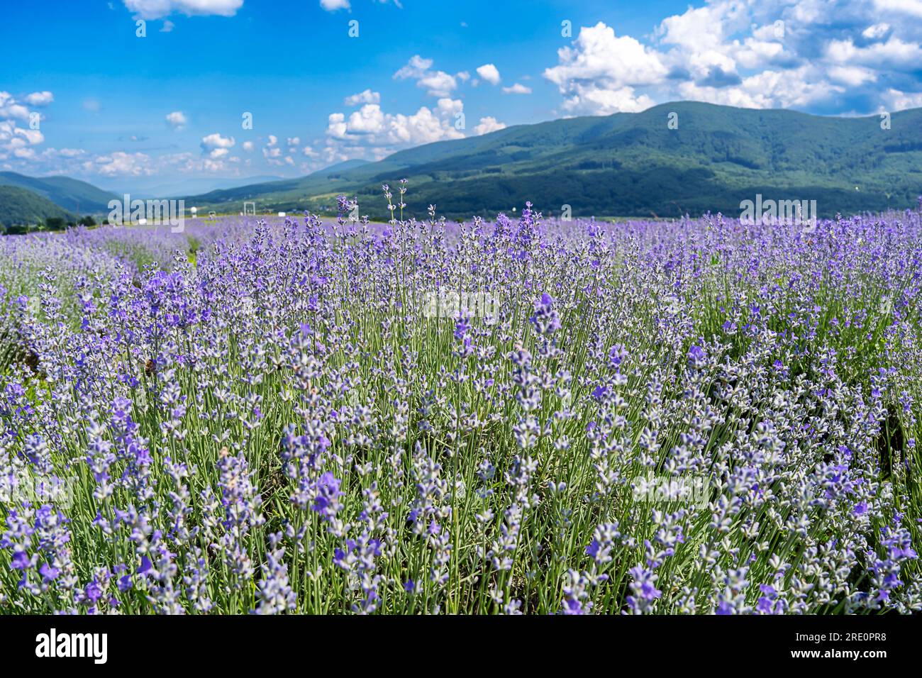 Field of lavender. Lavender farm. Beautiful purple flowers at sunset ...