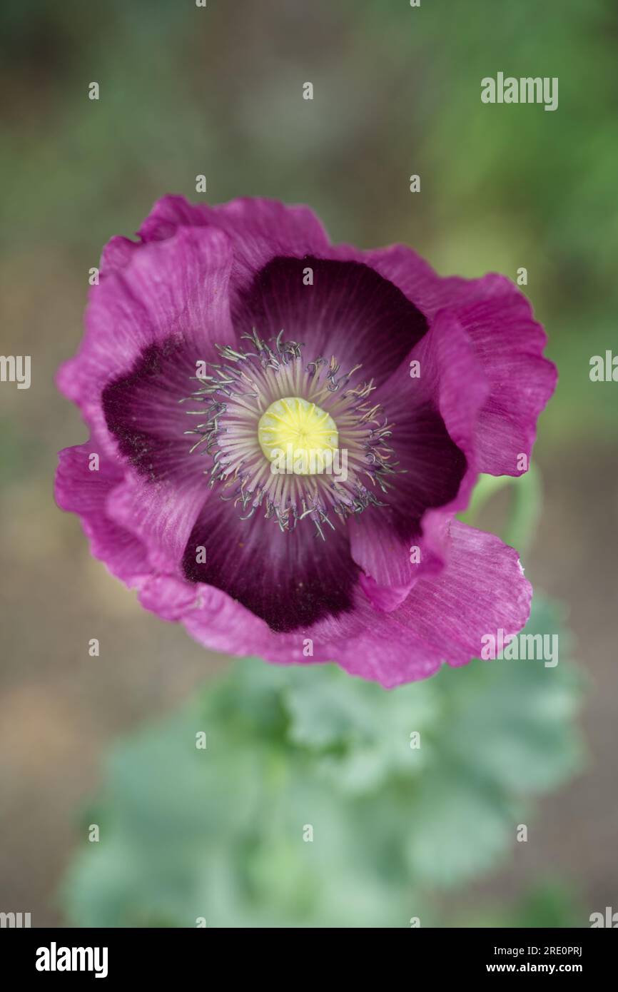 Purple opium poppy hi-res stock photography and images - Alamy
