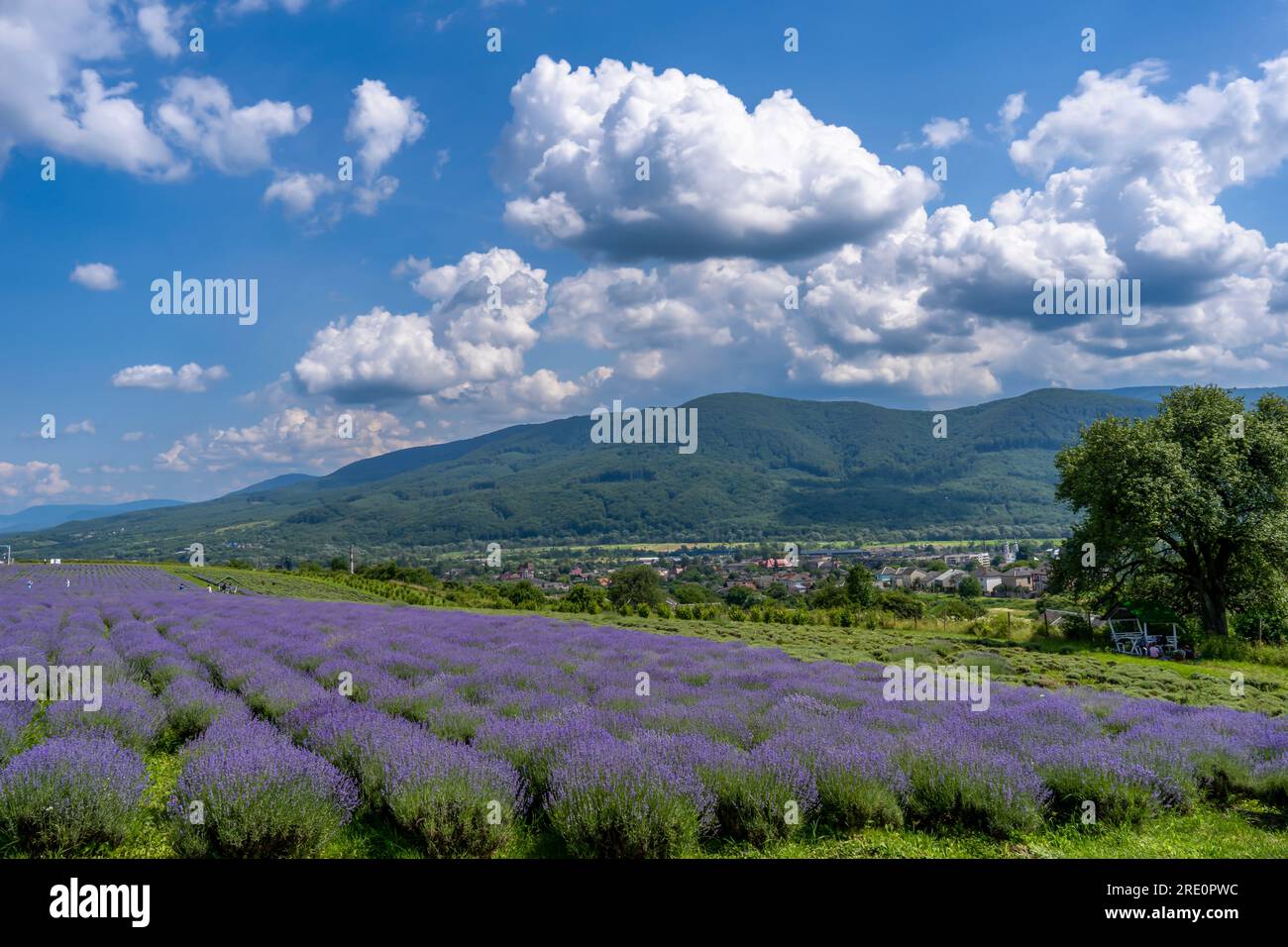 Field of lavender. Lavender farm. Beautiful purple flowers at sunset ...