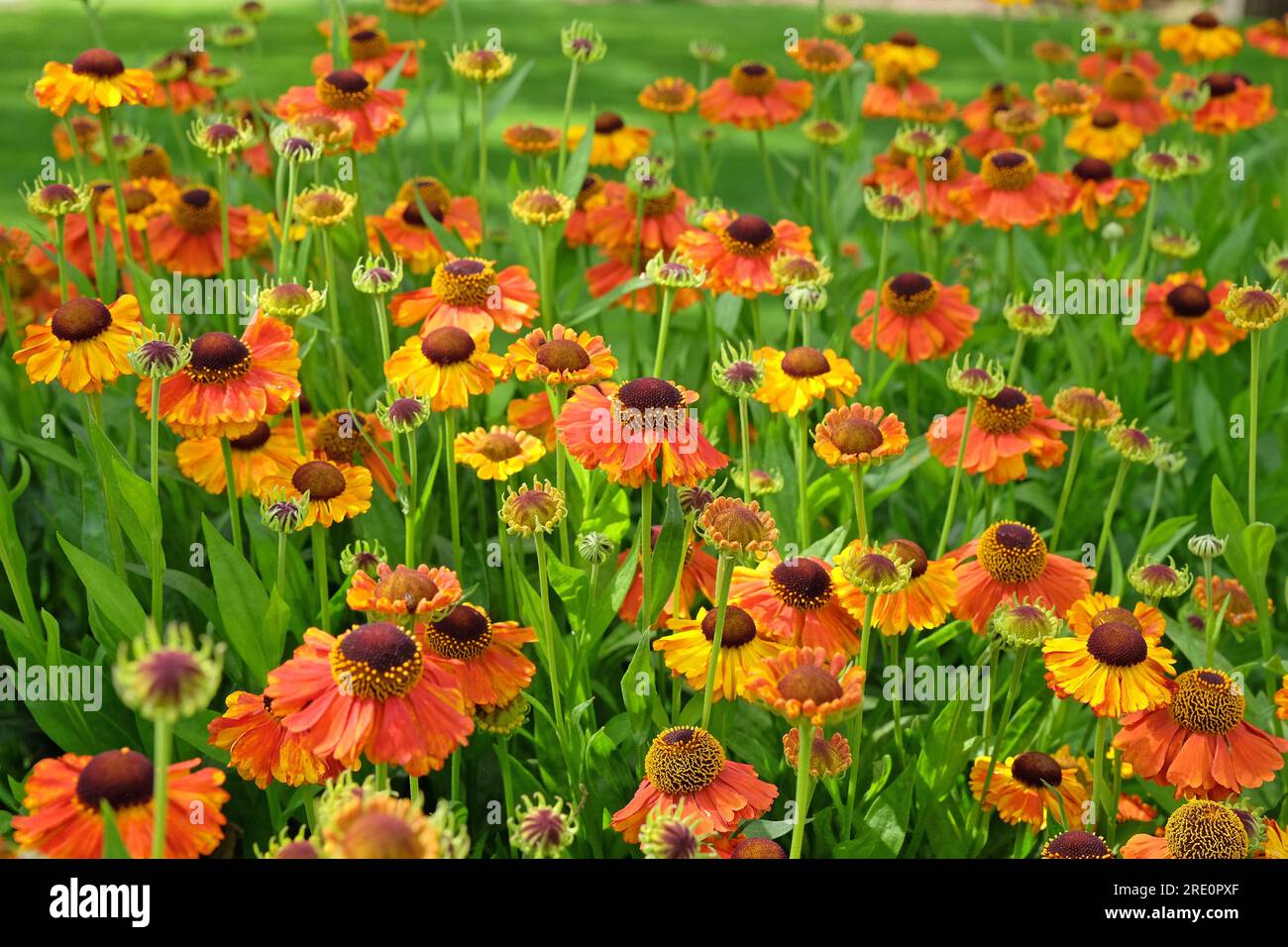 Orange Helenium 'Sahin's Early Flowerer' in flower Stock Photo - Alamy