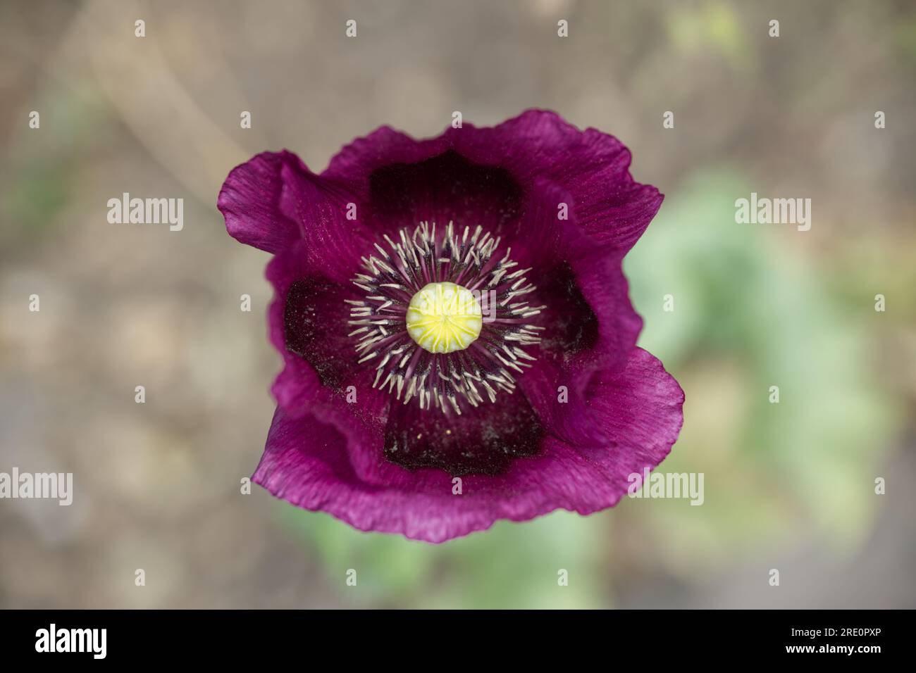 Purple opium poppy hi-res stock photography and images - Alamy