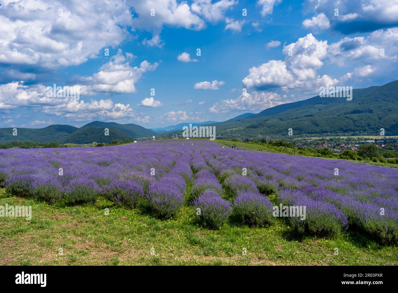 Field of lavender. Lavender farm. Beautiful purple flowers at sunset ...