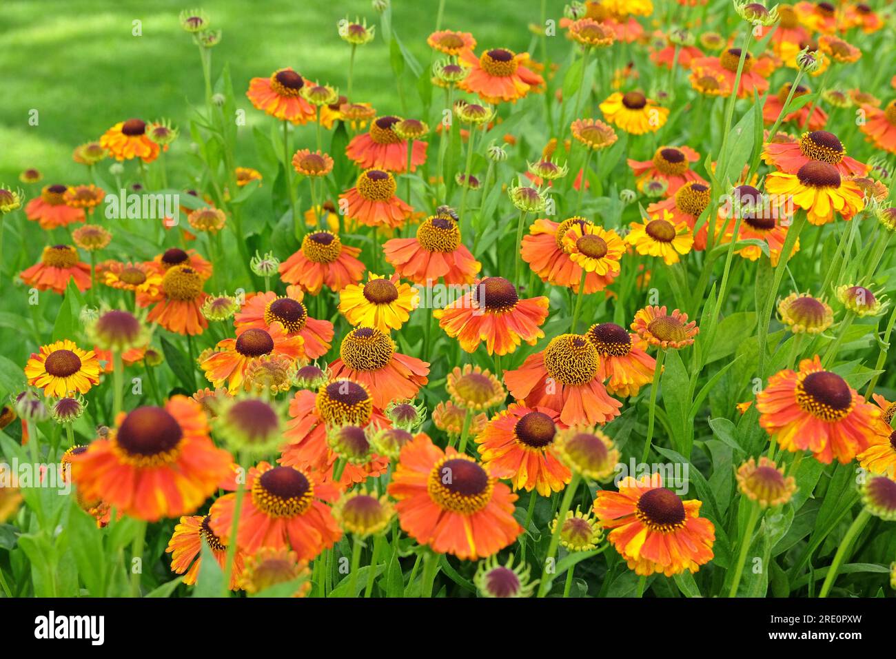 Orange Helenium 'Sahin's Early Flowerer' in flower Stock Photo - Alamy