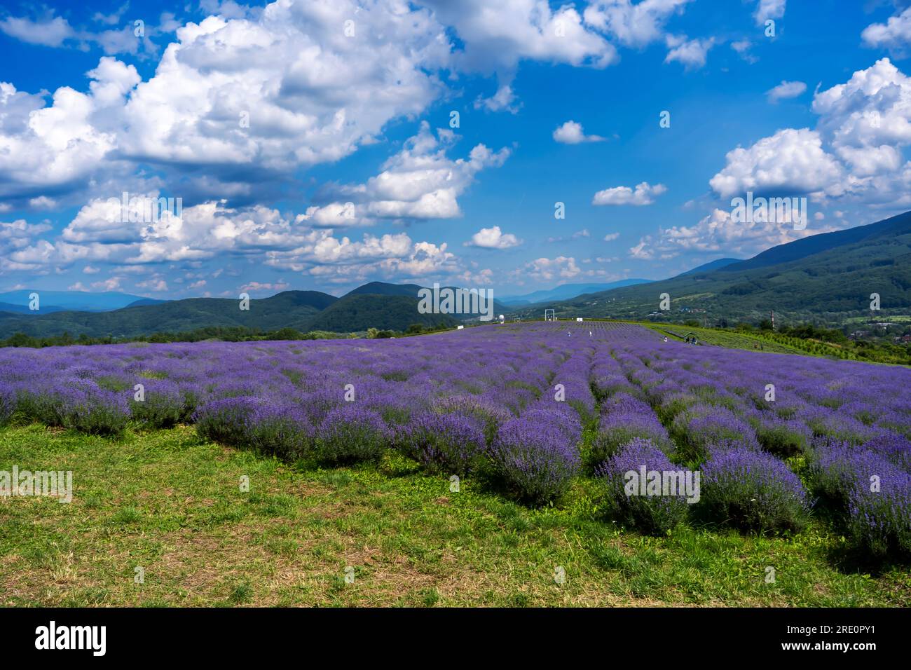 Field of lavender. Lavender farm. Beautiful purple flowers at sunset ...