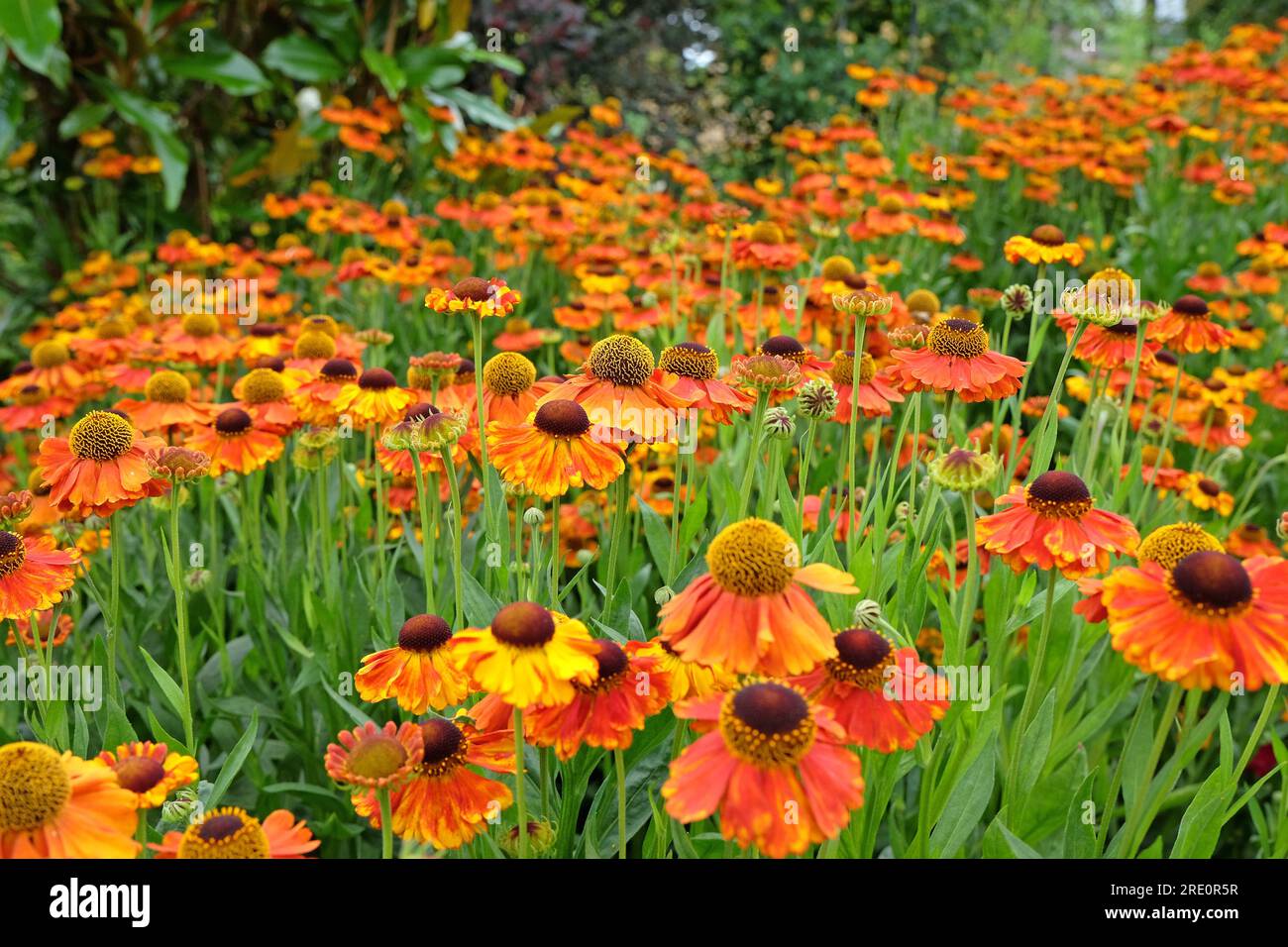 Orange Helenium 'Sahin's Early Flowerer' in flower Stock Photo - Alamy