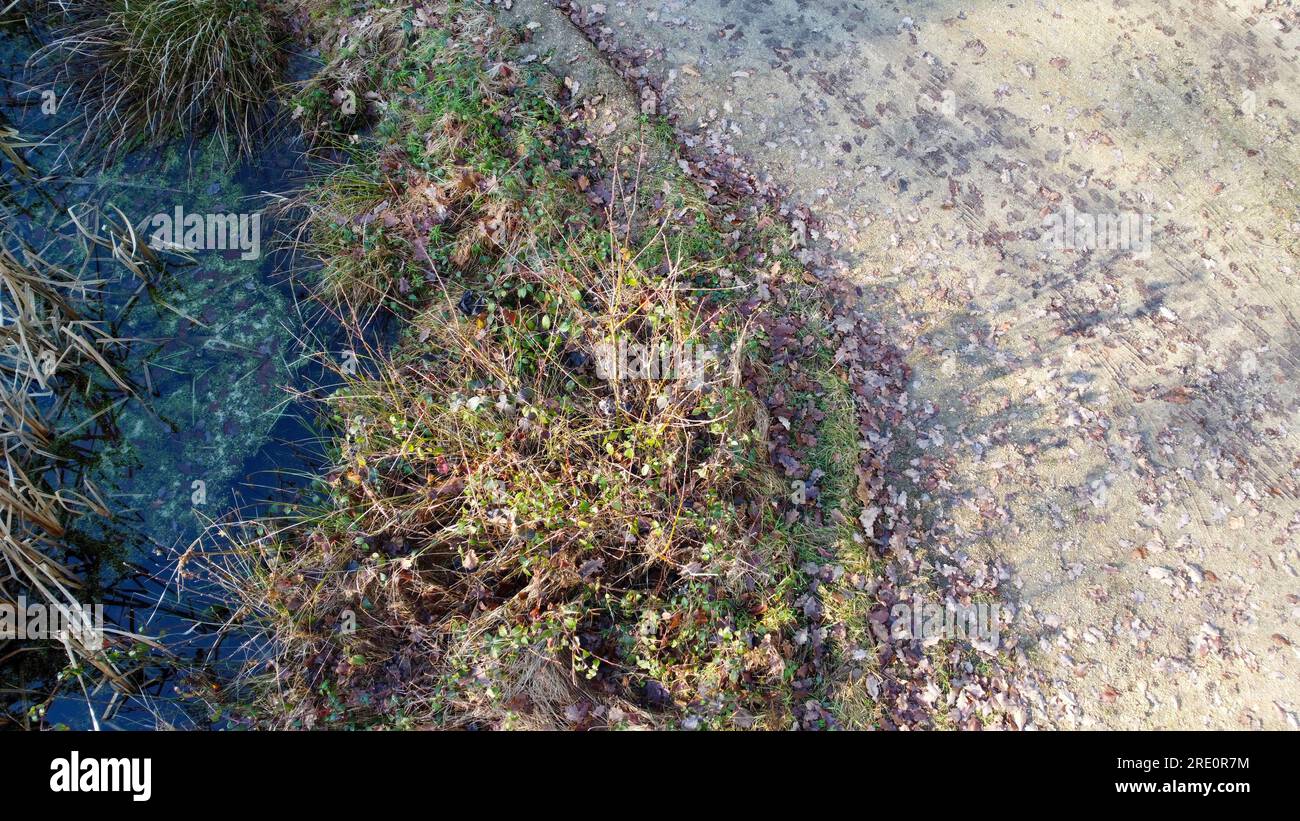 Forest in lush green with healthy conifers in winter Stock Photo - Alamy