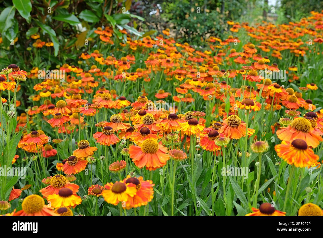 Orange Helenium 'Sahin's Early Flowerer' in flower Stock Photo - Alamy