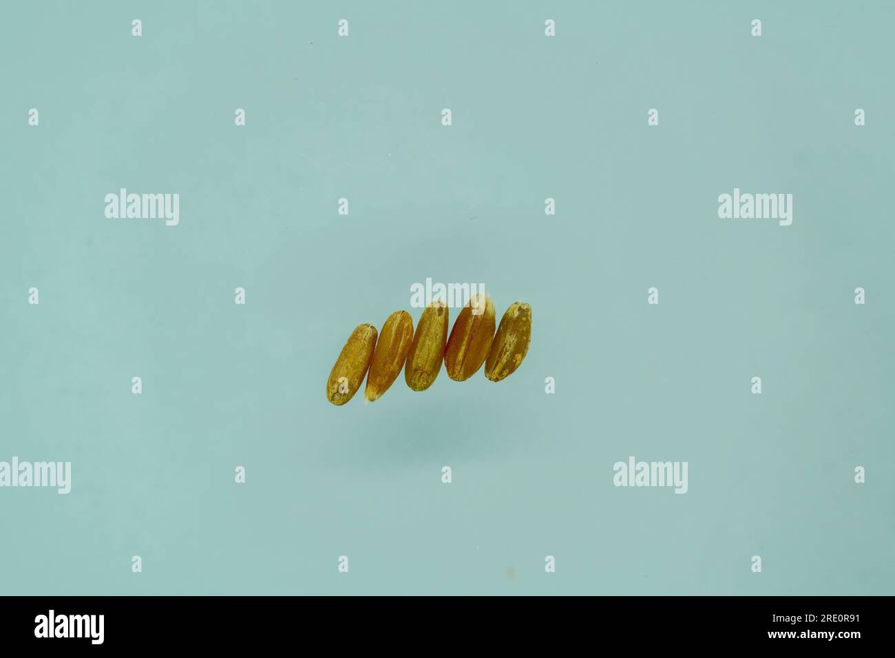 Green spelt is the grain of spelled and dried grain Stock Photo - Alamy