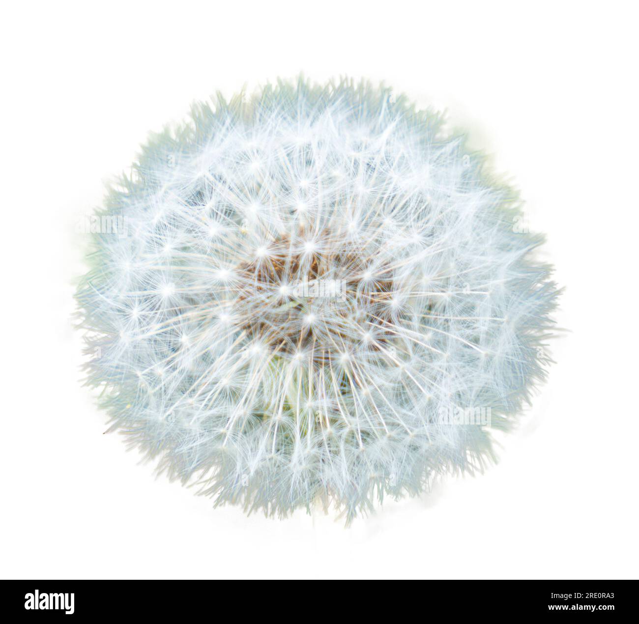 Dandelion white flower isolated on white background. The shape of the ...