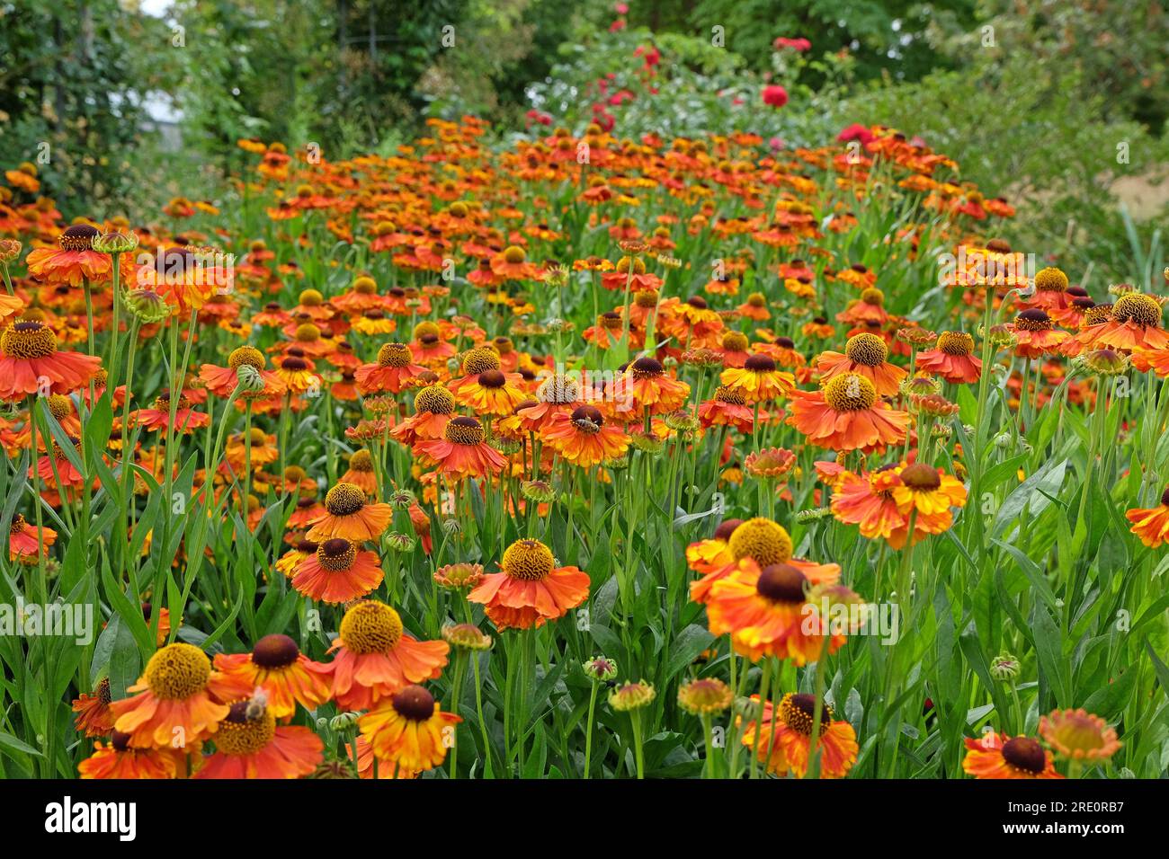 Orange Helenium 'Sahin's Early Flowerer' in flower Stock Photo - Alamy