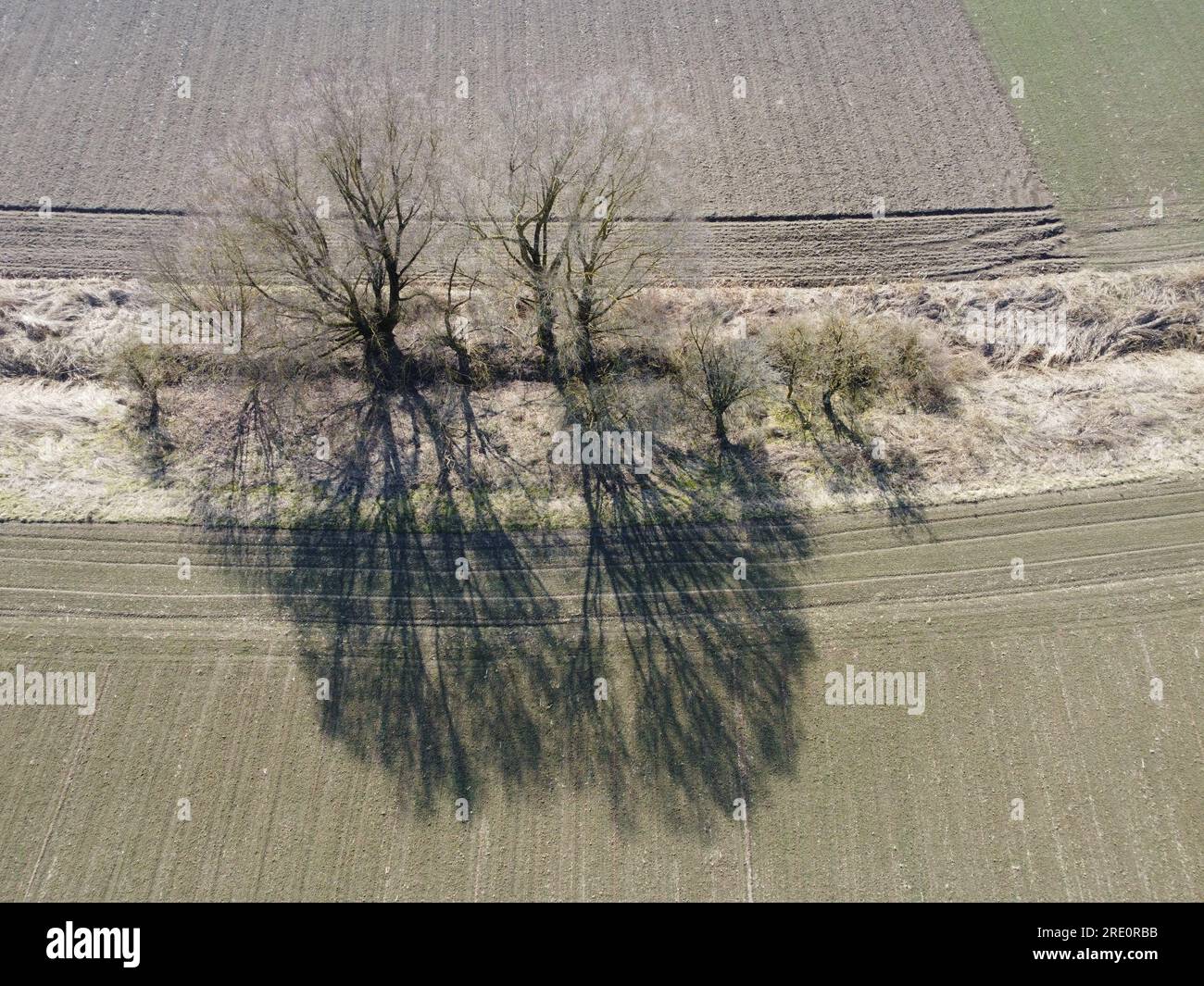 Long shadows from avenue deciduous trees with springtime in Bavaria ...