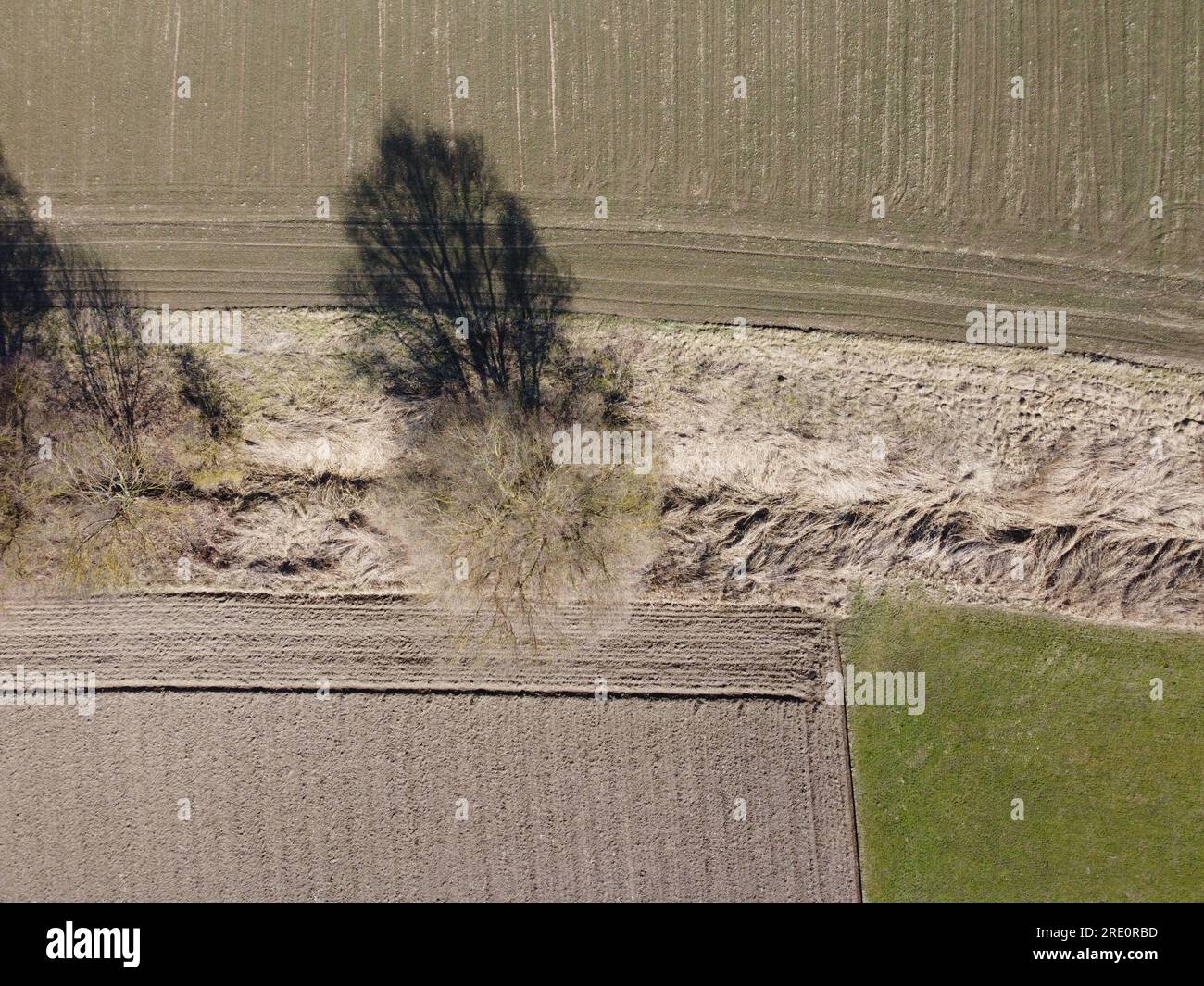 Long shadows from avenue deciduous trees with springtime in Bavaria ...