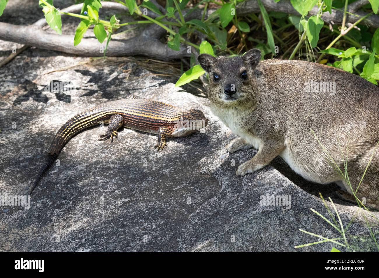 The Great Plated lizard lives alongside the Hyrax clan, occupying the ...