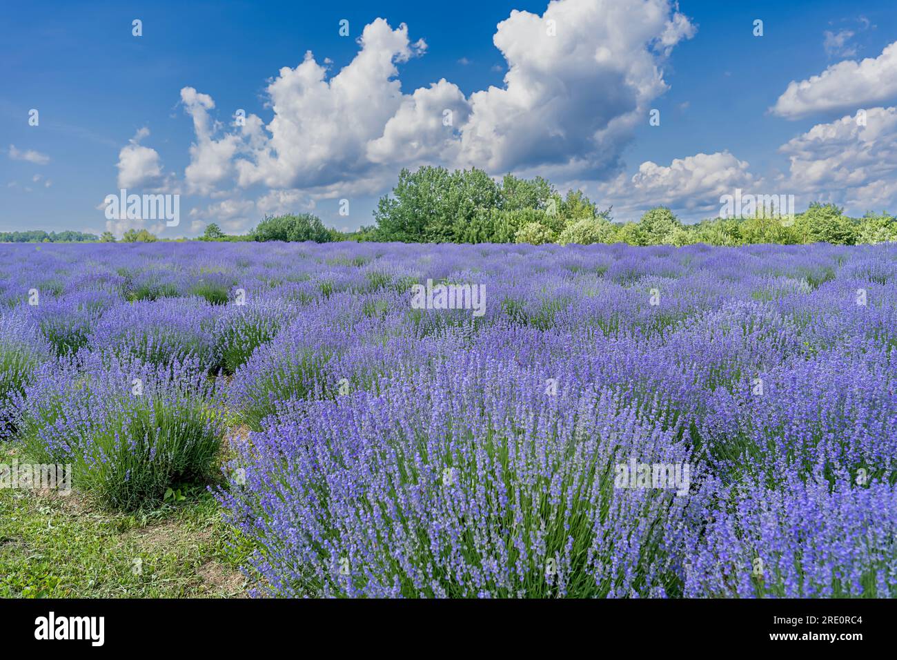 Field of lavender. Lavender farm. Beautiful purple flowers at sunset ...