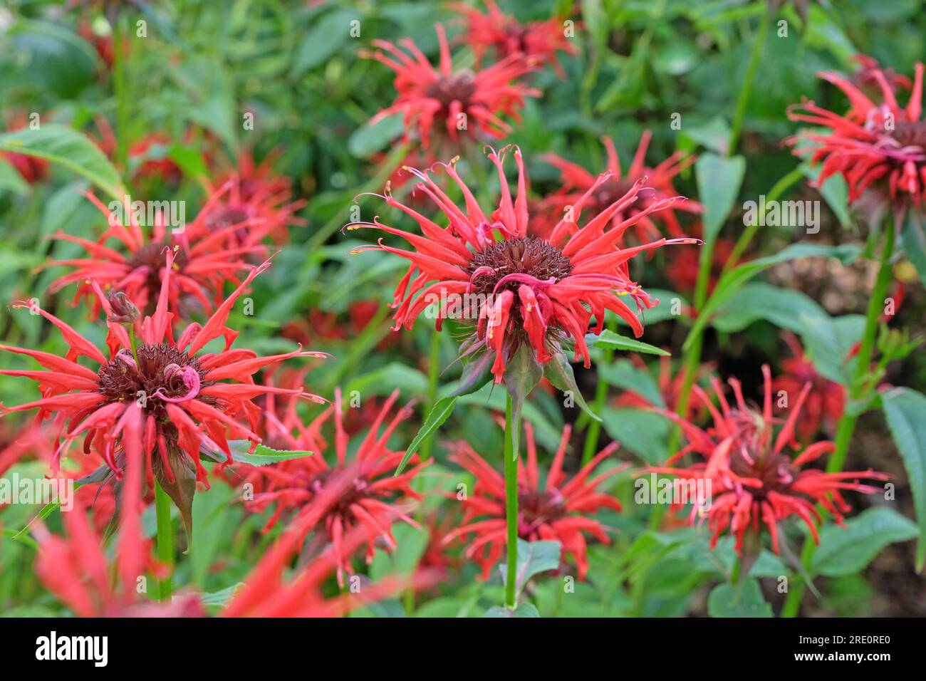 Oneida hi-res stock photography and images - Alamy
