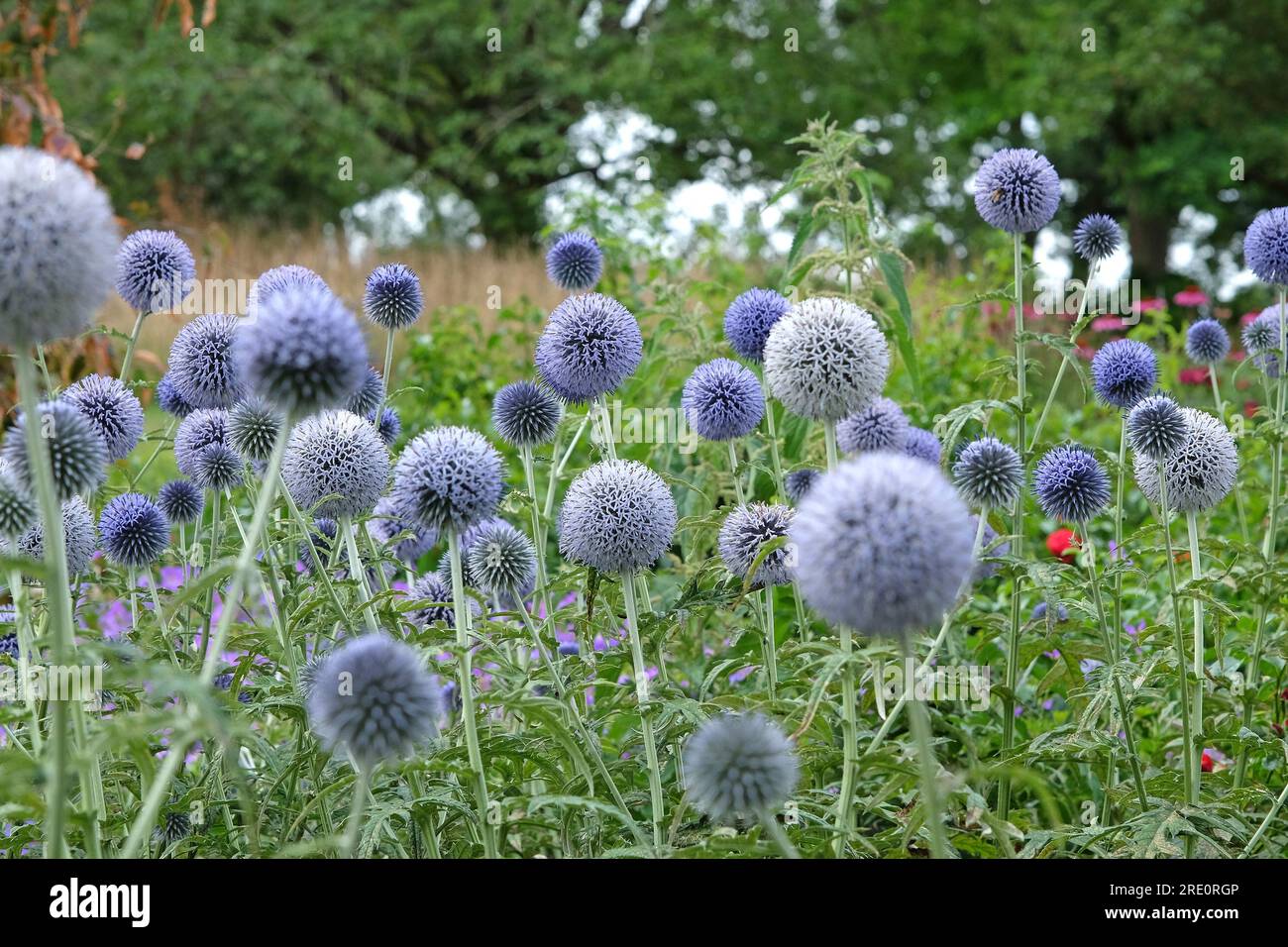 Echinops 'Taplow Blue' globe thistle in flower Stock Photo - Alamy