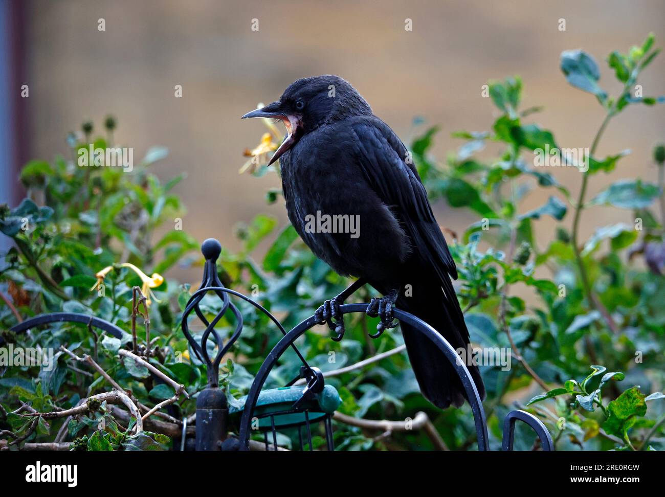 Jackdaw preening hi-res stock photography and images - Alamy
