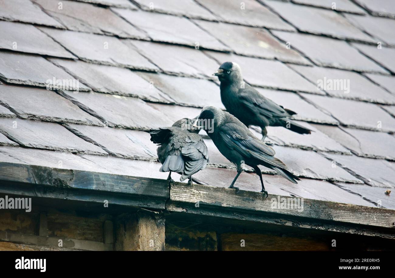 Jackdaw preening hi-res stock photography and images - Alamy