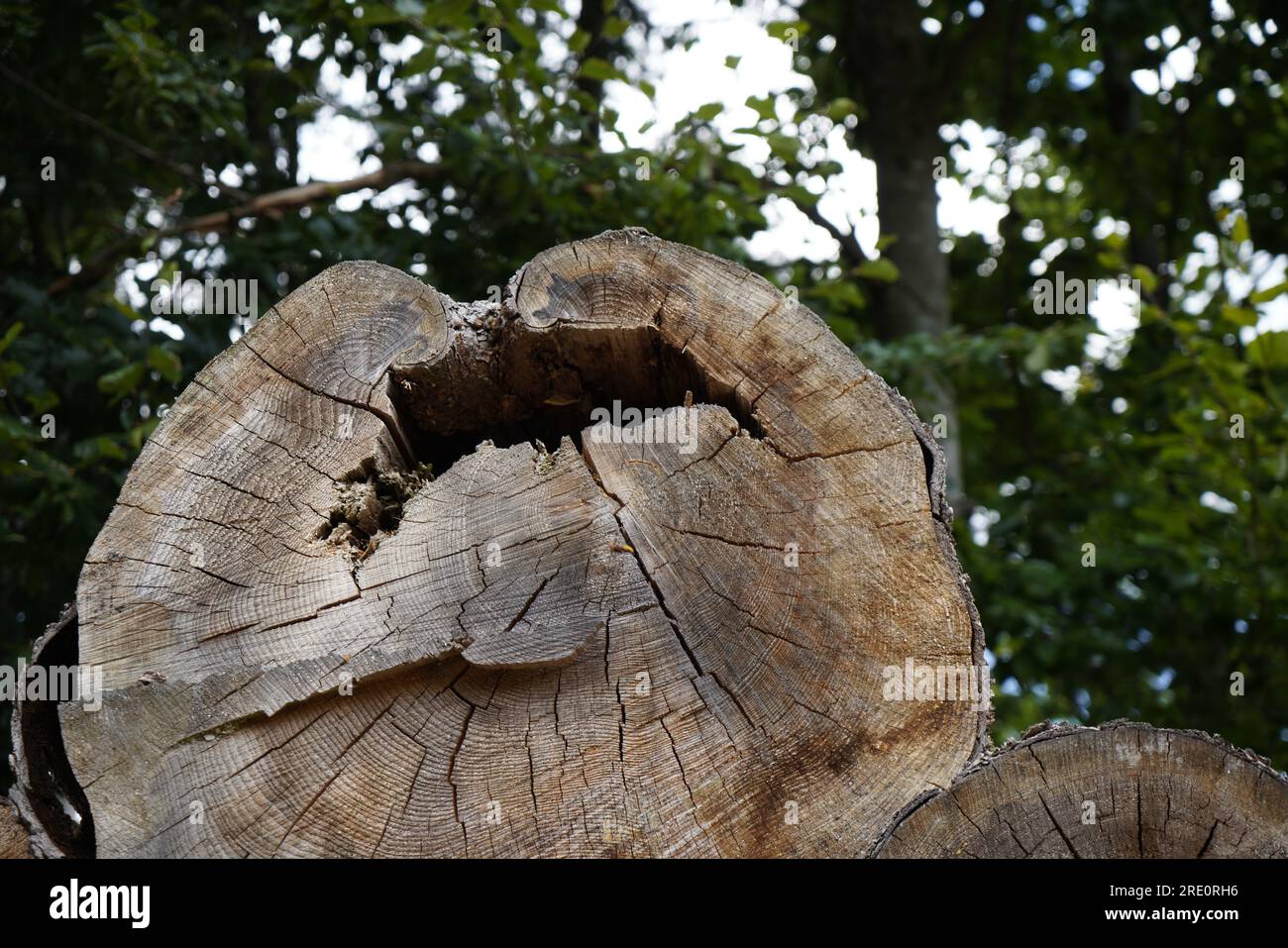 Diseased trees in the forest cut down and stored for firewood Stock ...