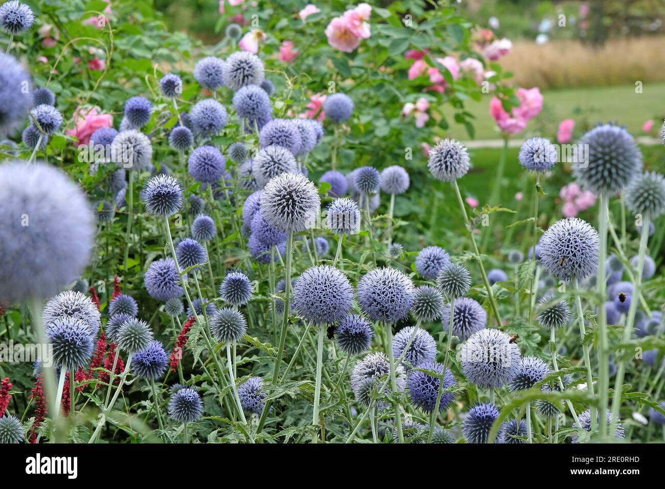 Echinops 'Taplow Blue' globe thistle in flower Stock Photo - Alamy