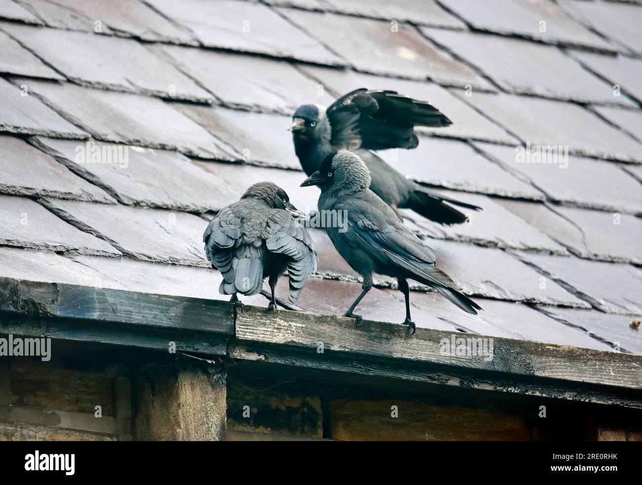 Jackdaw photographs hi-res stock photography and images - Alamy