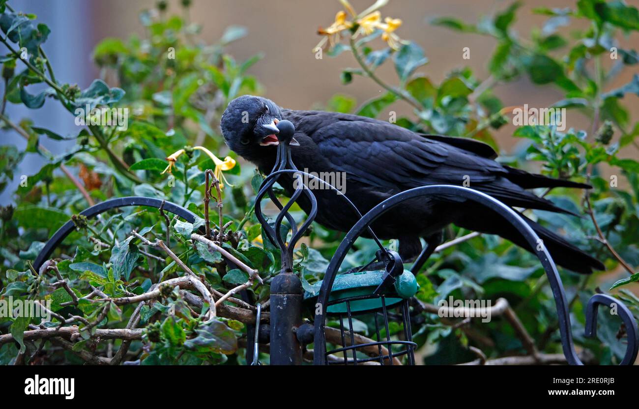 Jackdaw preening hi-res stock photography and images - Alamy