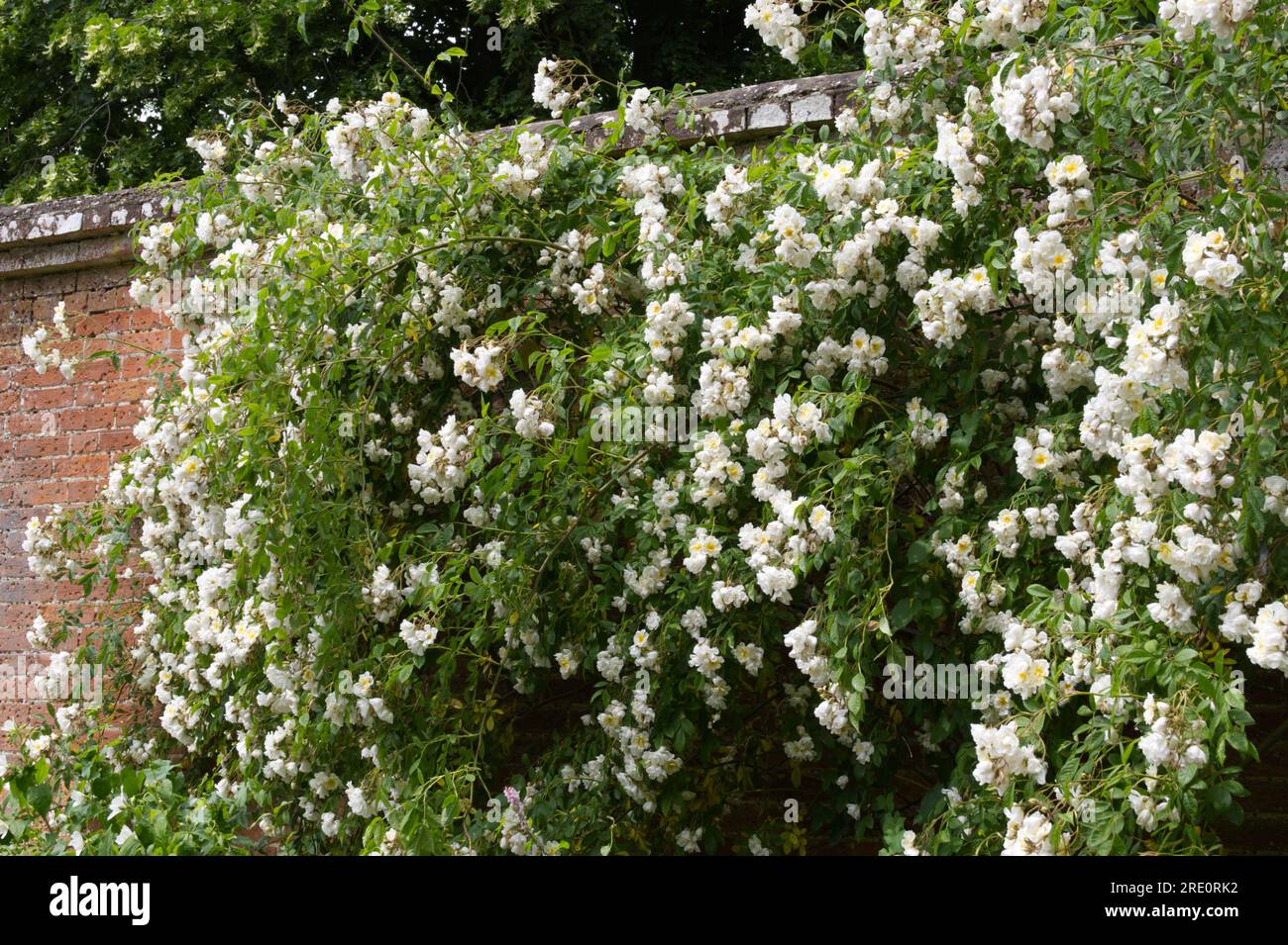 White summer flowers of multiflora rambler rose, Rosa Lykkefund in UK ...