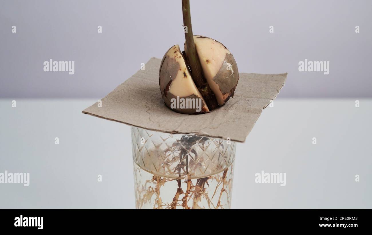 A young fresh avocado sprout germinates and takes root from a seed in a ...