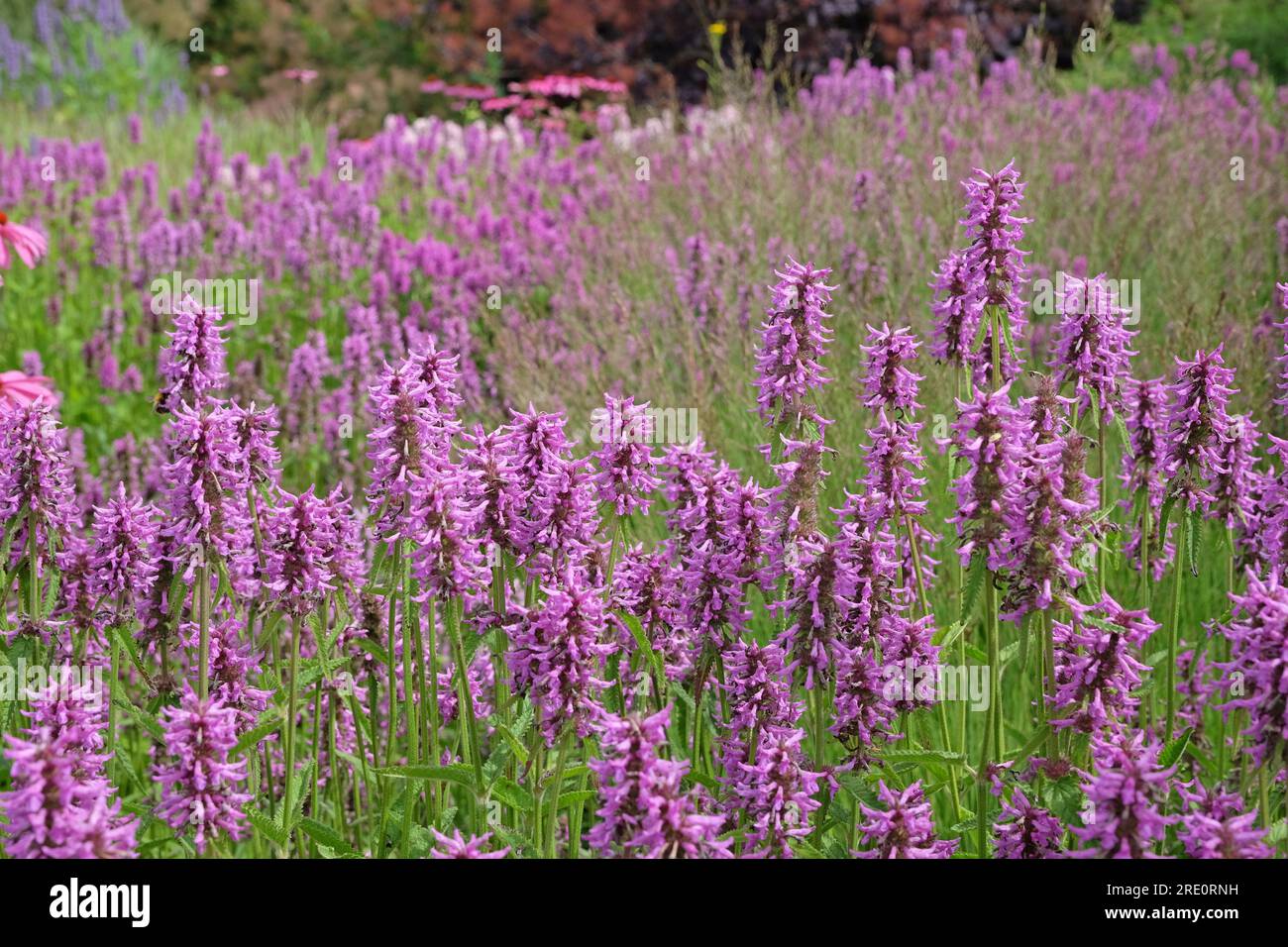 Wood betony betonica officinalis hi-res stock photography and images ...