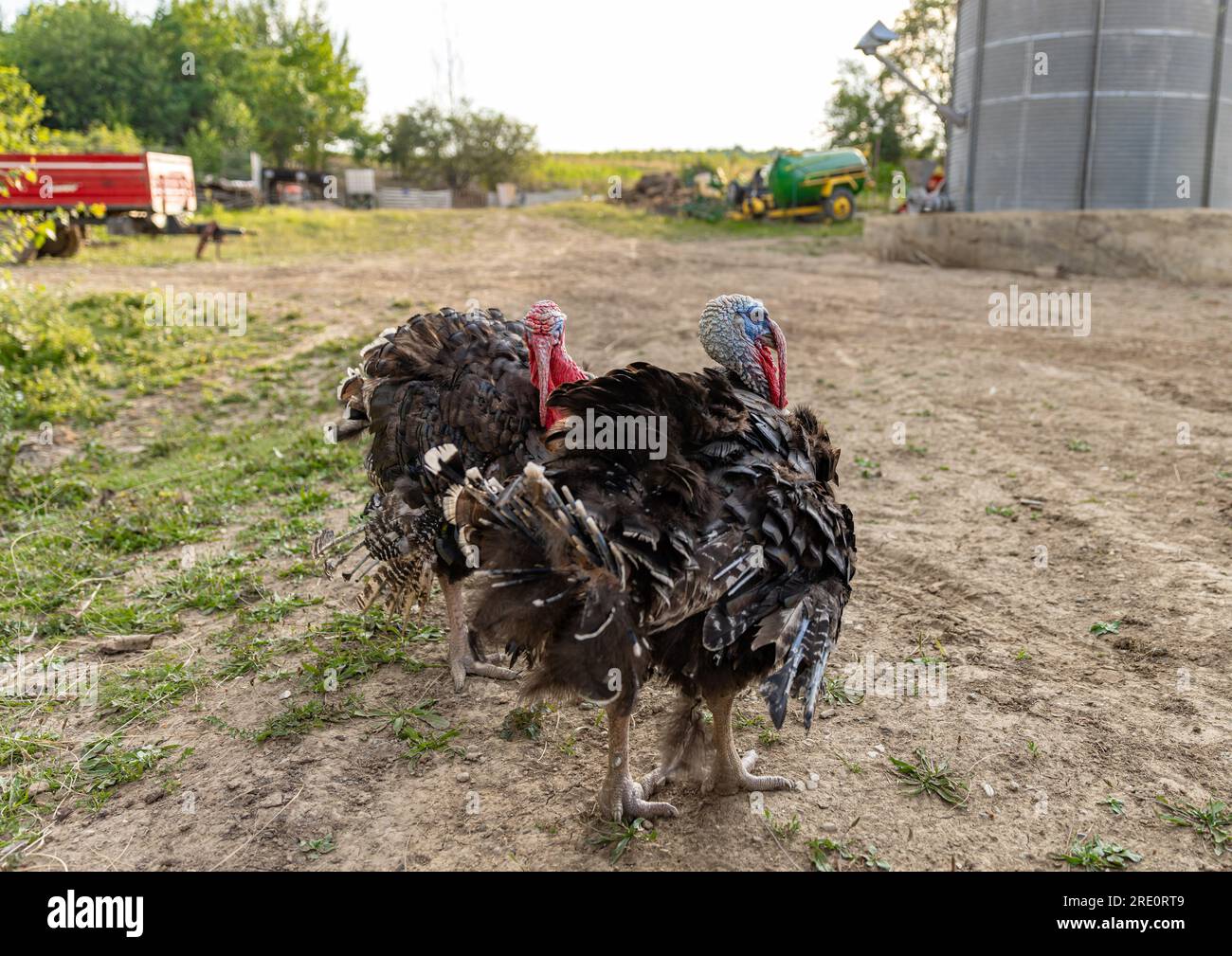 Beautiful free range turkeys walking in farmyard Stock Photo - Alamy