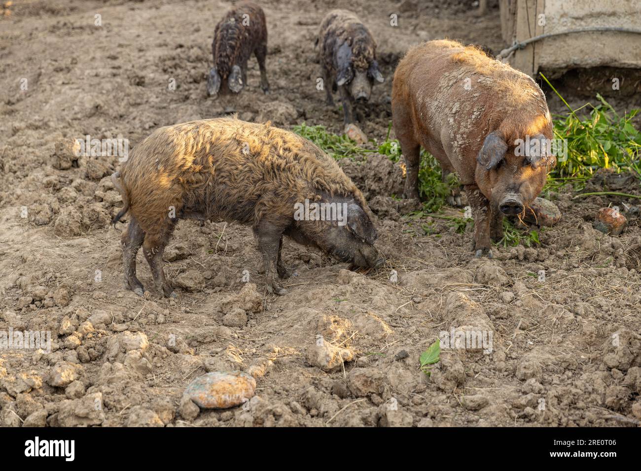 Mangalica Hungarian breed of domestic pigs in the farmyard Stock Photo ...